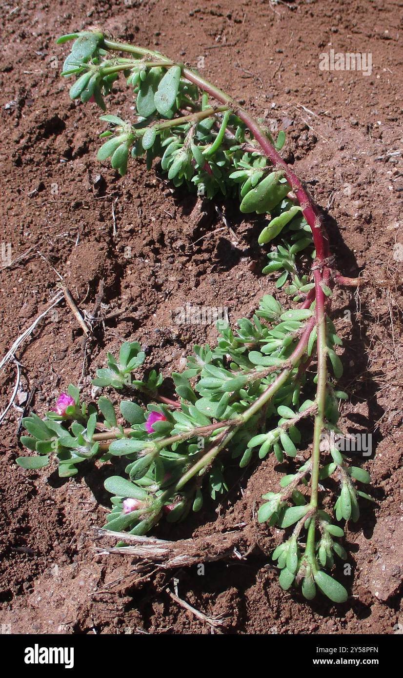 Paraguayan Purslane (Portulaca amilis) Plantae Stock Photo - Alamy