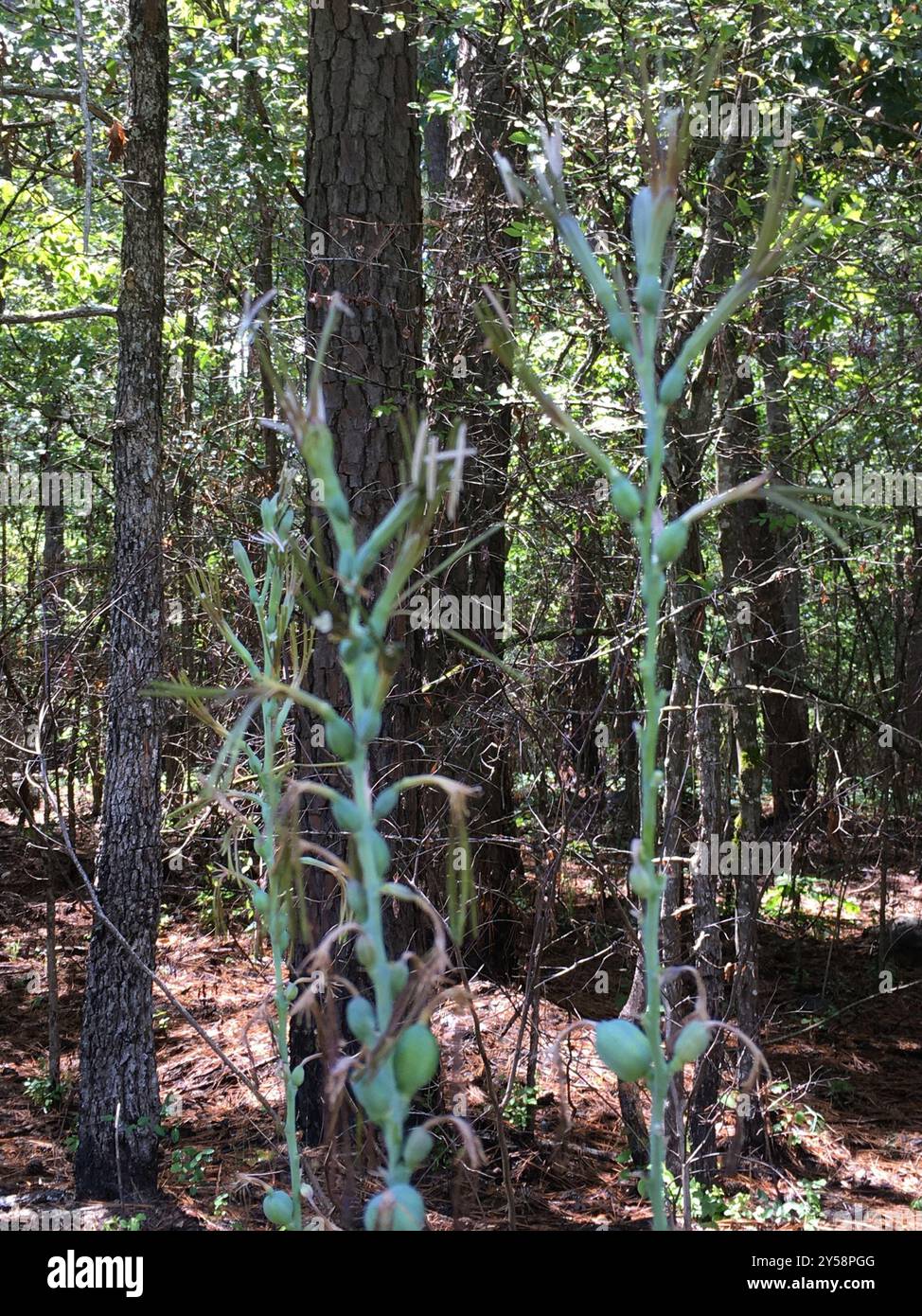 Eastern False Aloe (Manfreda virginica) Plantae Stock Photo - Alamy