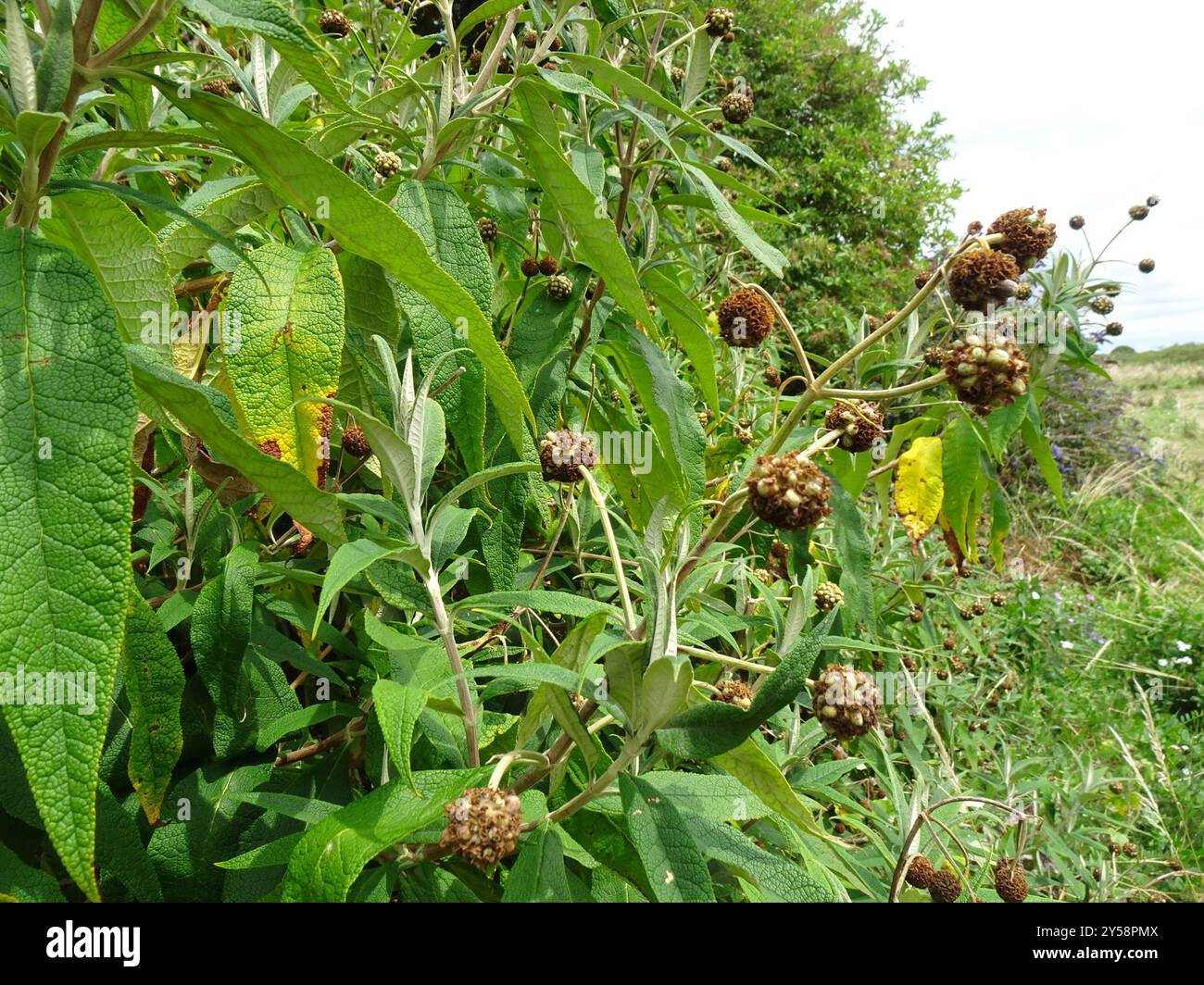 Orange-ball tree (Buddleja globosa) Plantae Stock Photo - Alamy