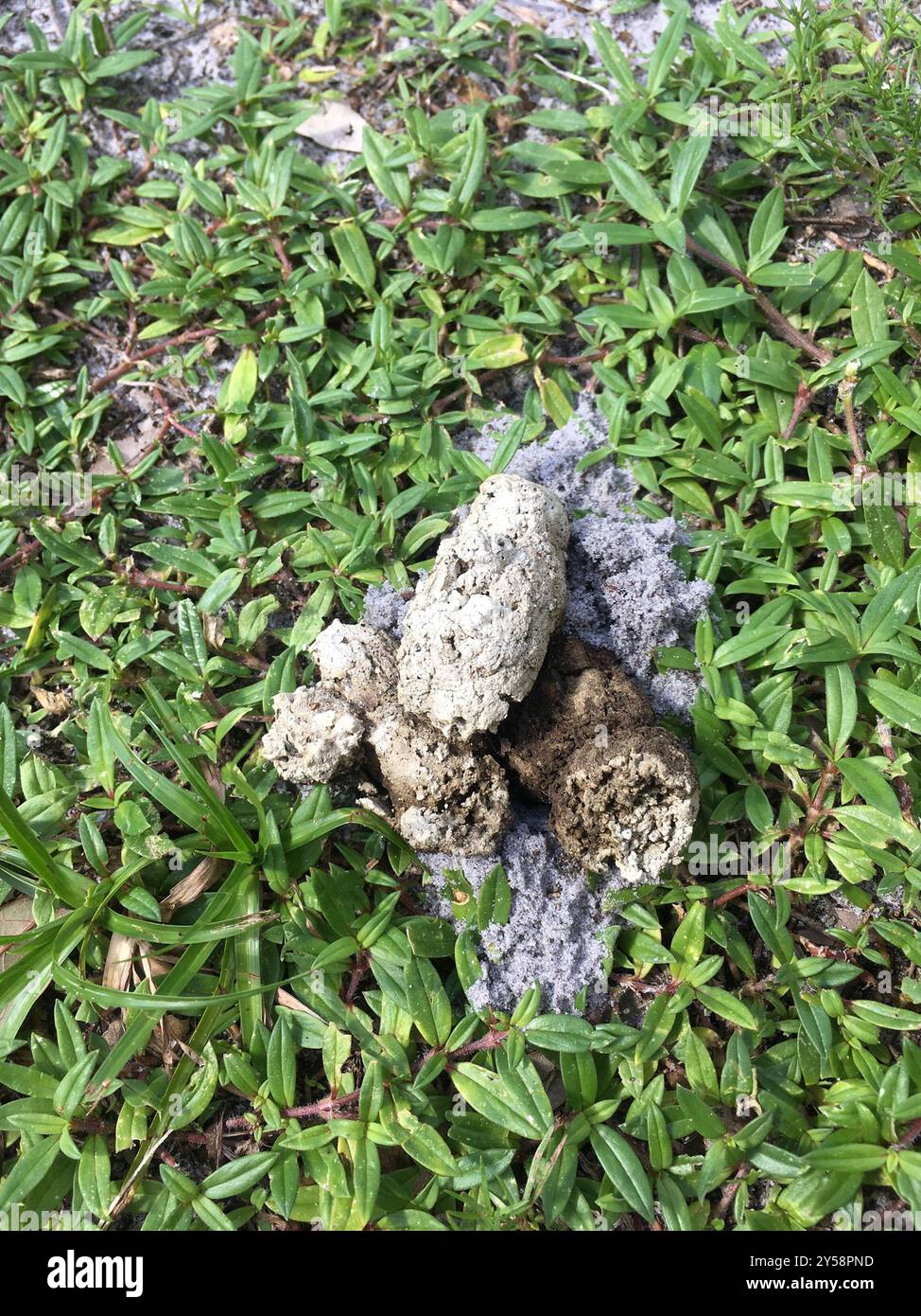 Carnivorans (Carnivora) Mammalia Stock Photo - Alamy