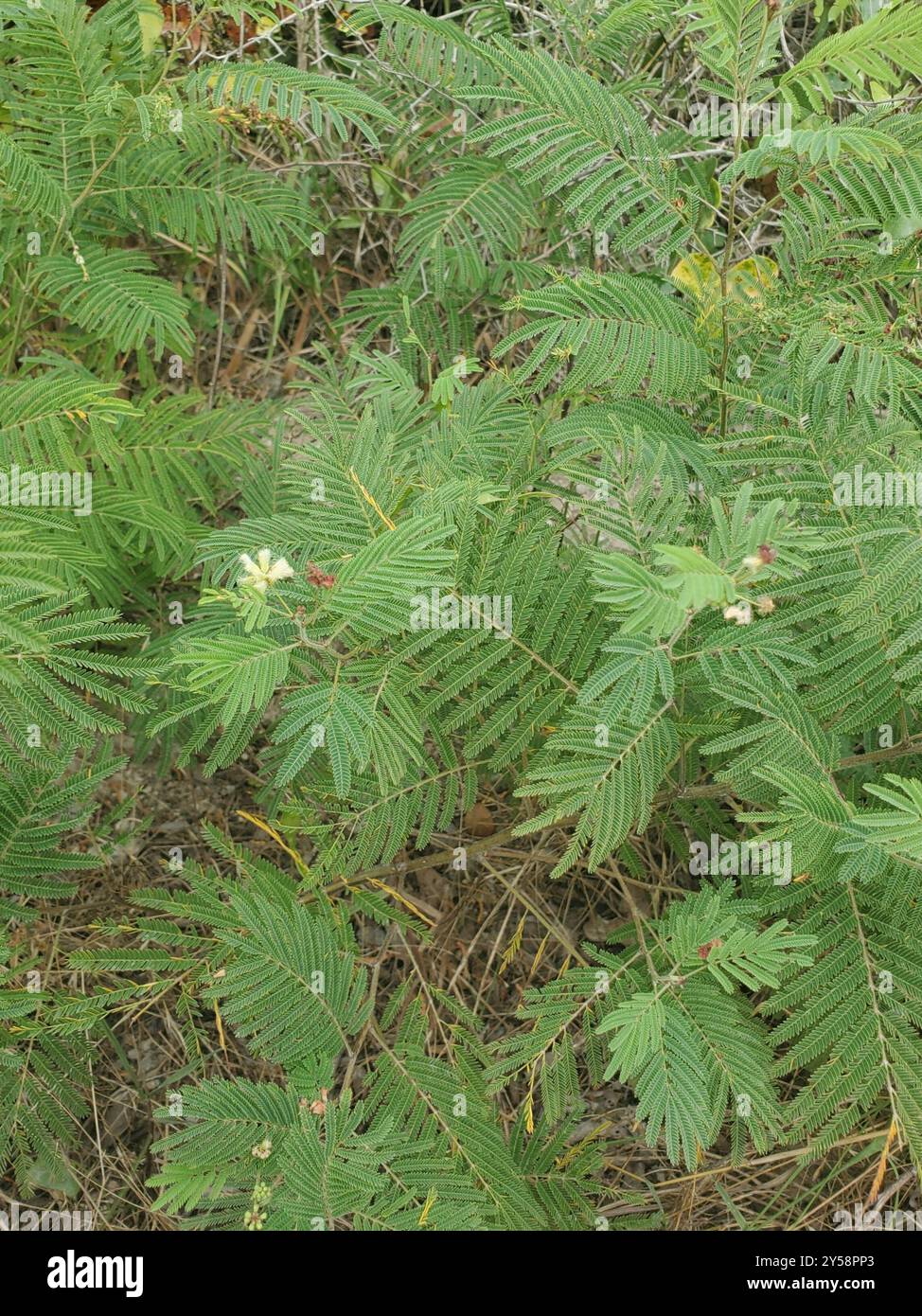 prairie acacia (Acaciella angustissima) Plantae Stock Photo - Alamy