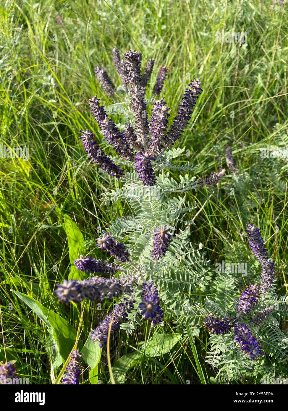 leadplant (Amorpha canescens) Plantae Stock Photo - Alamy