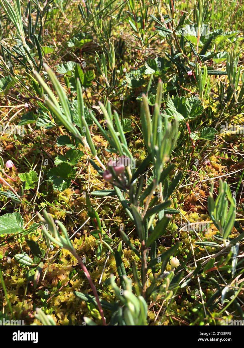 Bog Rosemary (Andromeda polifolia latifolia) Plantae Stock Photo - Alamy