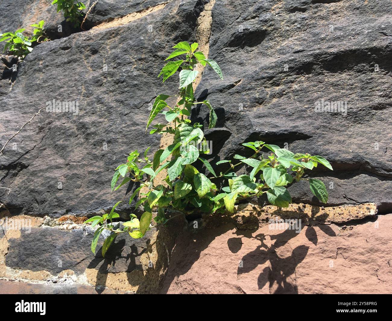 Asian Copperleaf (Acalypha australis) Plantae Stock Photo - Alamy