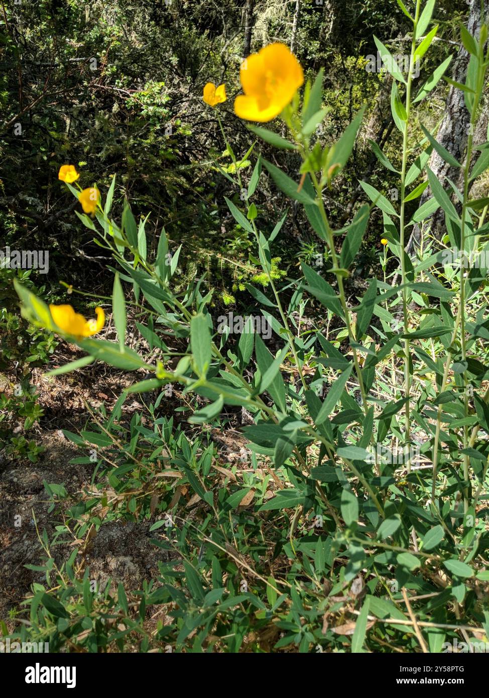 Bush Poppy (Dendromecon rigida) Plantae Stock Photo - Alamy