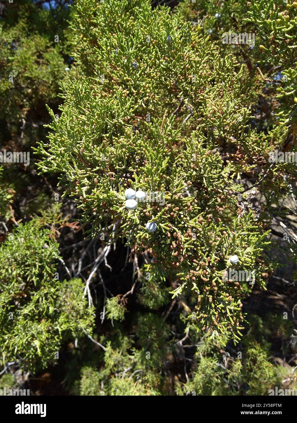 western juniper (Juniperus occidentalis) Plantae Stock Photo - Alamy