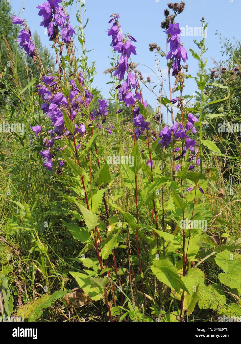 Creeping Bellflower (Campanula rapunculoides) Plantae Stock Photo - Alamy