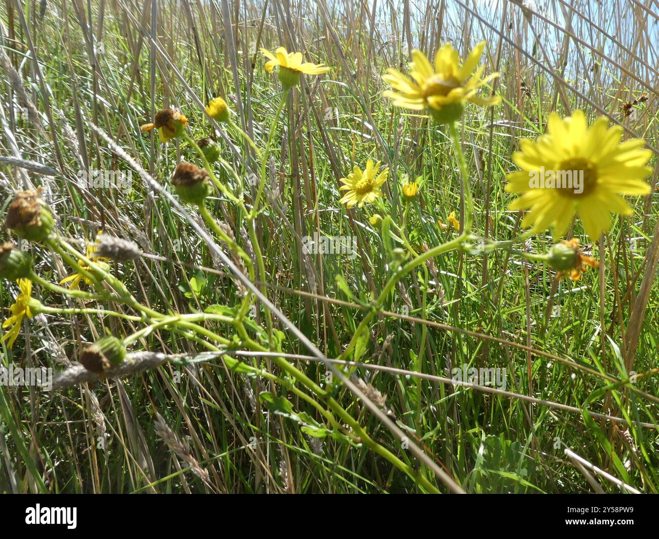 Hoary Ragwort (Jacobaea erucifolia) Plantae Stock Photo - Alamy