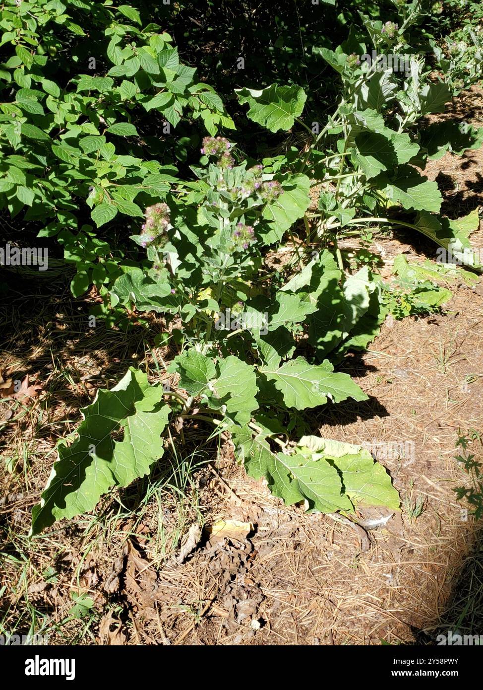 lesser burdock (Arctium minus) Plantae Stock Photo - Alamy