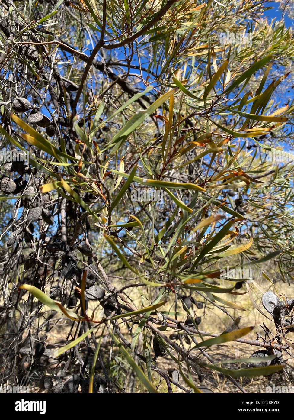 common hakea (Hakea arborescens) Plantae Stock Photo - Alamy