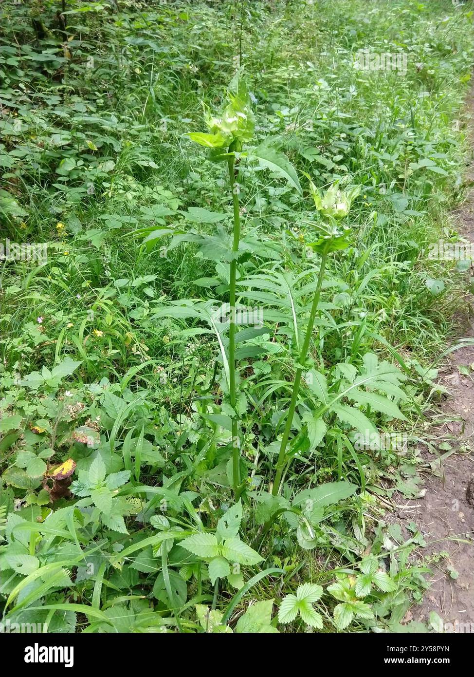 Cabbage Thistle (Cirsium oleraceum) Plantae Stock Photo - Alamy