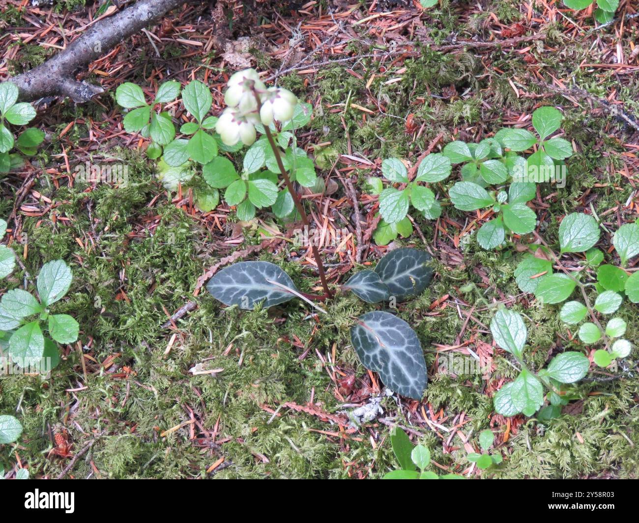white-veined wintergreen (Pyrola picta) Plantae Stock Photo - Alamy