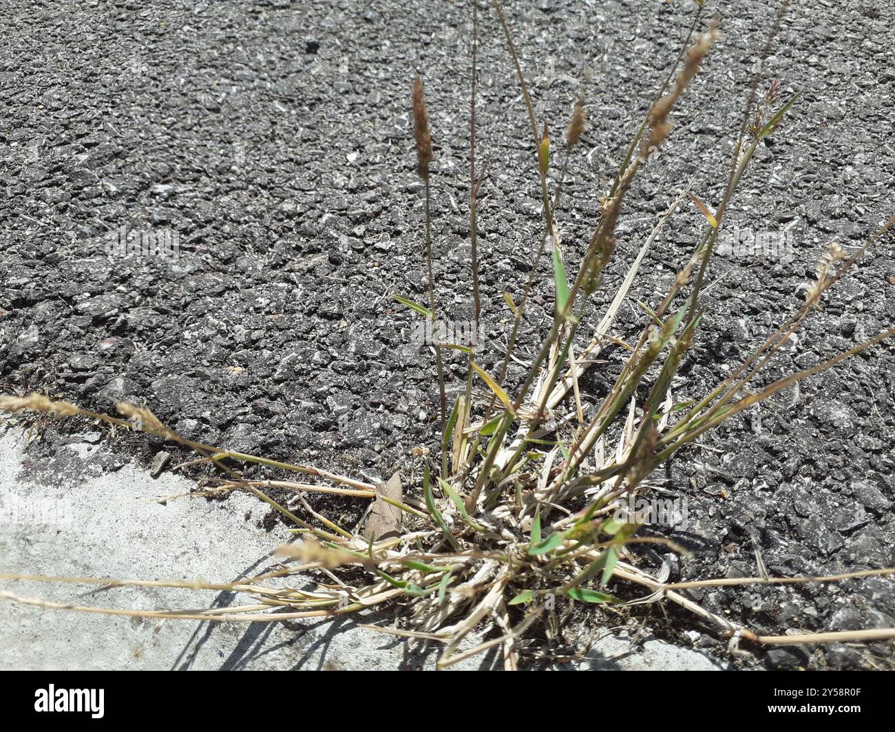water beard grass (Polypogon viridis) Plantae Stock Photo - Alamy