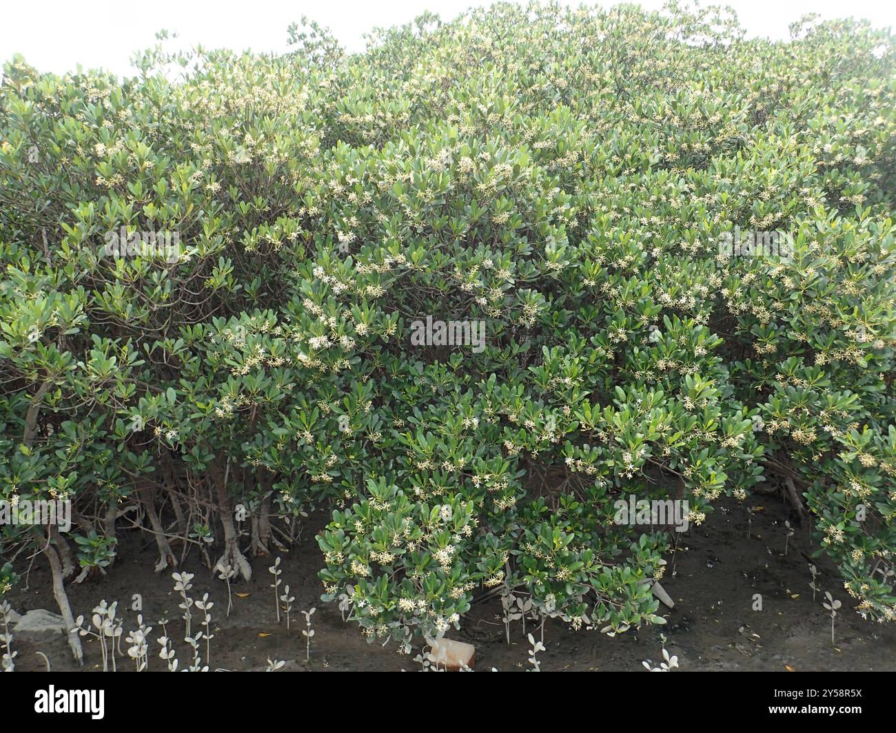 (Kandelia obovata) Plantae Stock Photo - Alamy