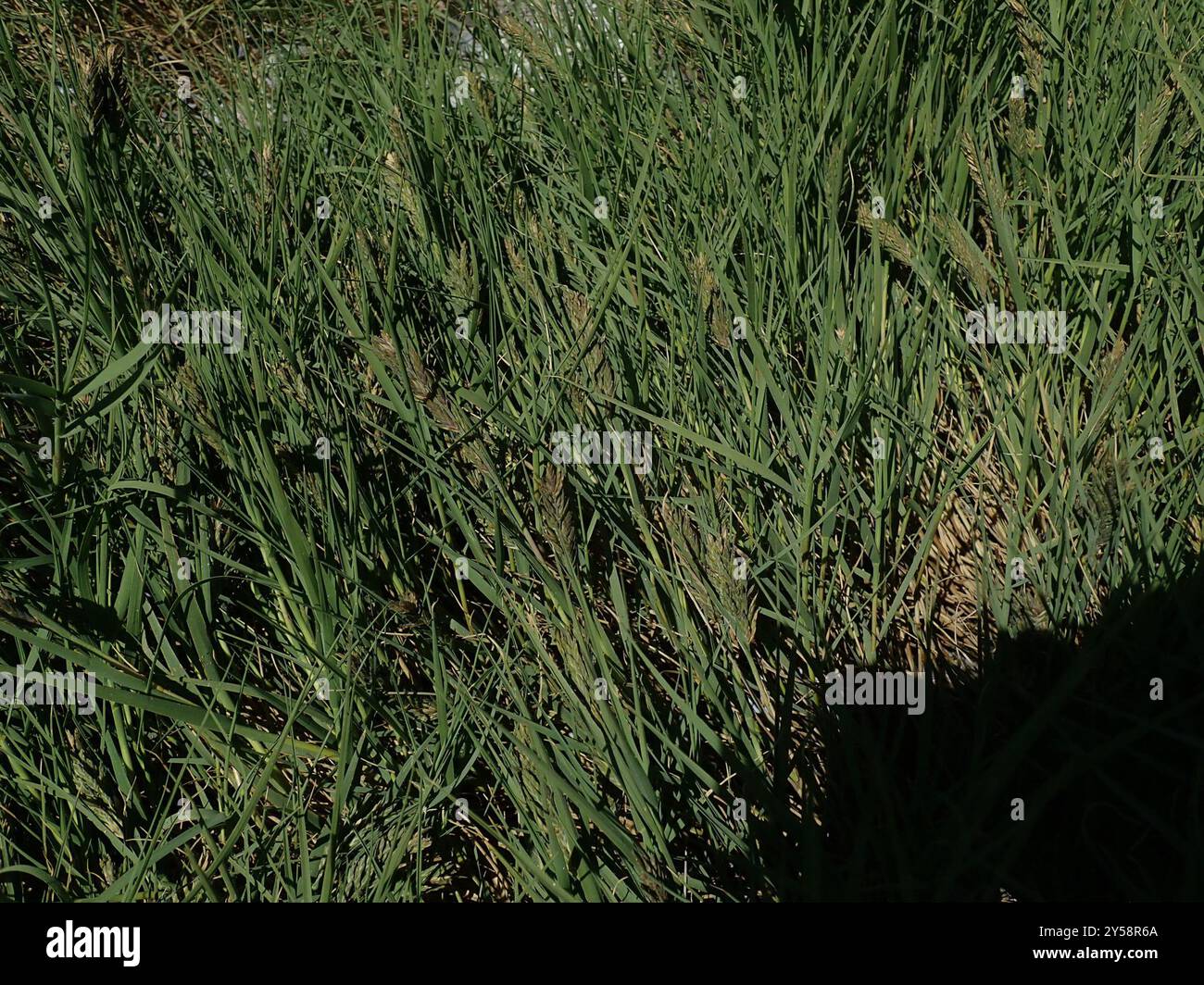 Saltgrass (Distichlis spicata) Plantae Stock Photo - Alamy