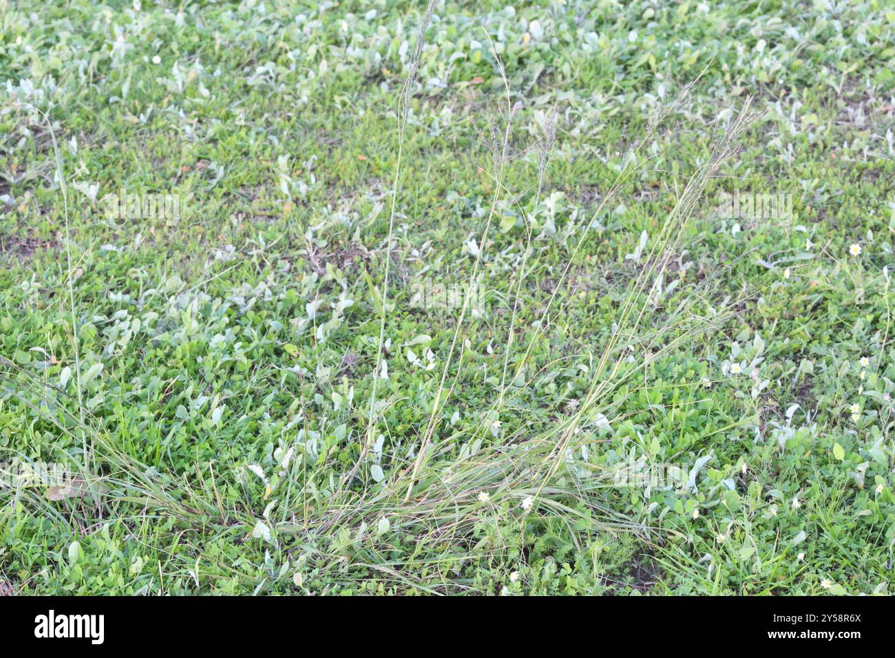 African love grass (Eragrostis curvula) Plantae Stock Photo - Alamy
