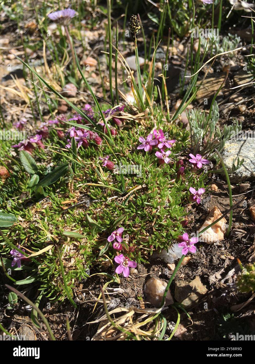 Moss Campion (Silene acaulis) Plantae Stock Photo - Alamy