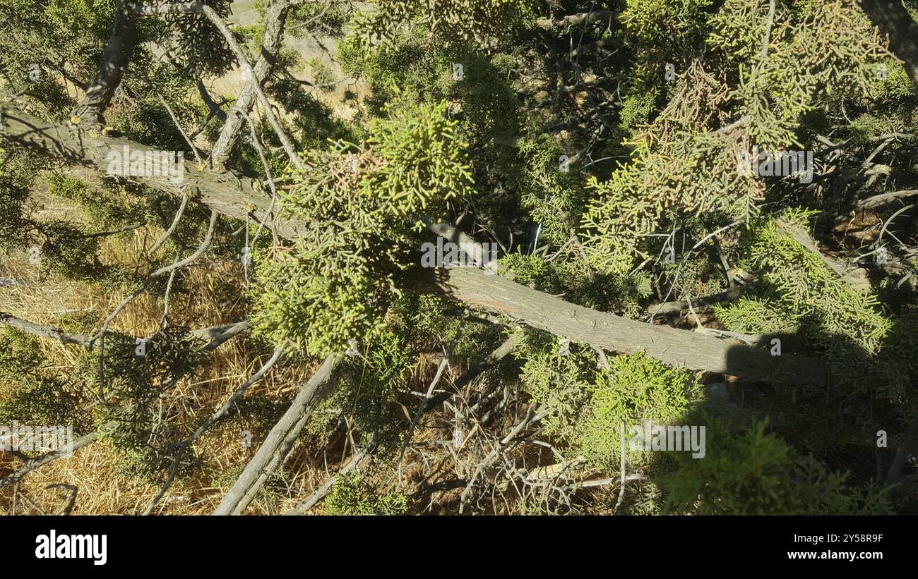 California juniper (Juniperus californica) Plantae Stock Photo - Alamy
