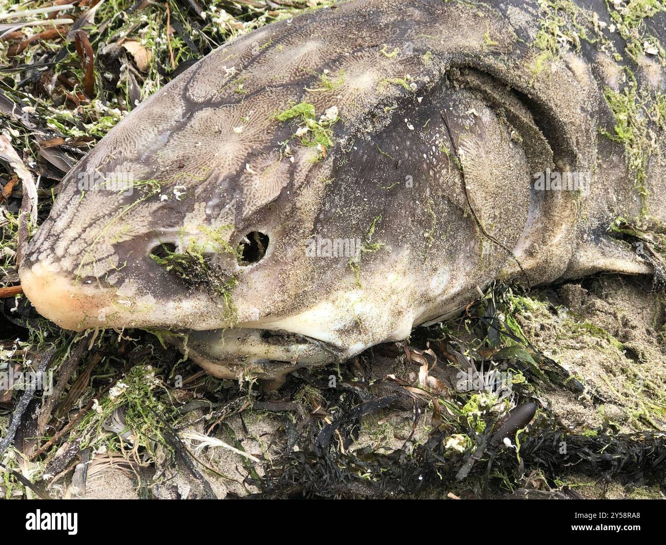 White Sturgeon (Acipenser transmontanus) Actinopterygii Stock Photo - Alamy