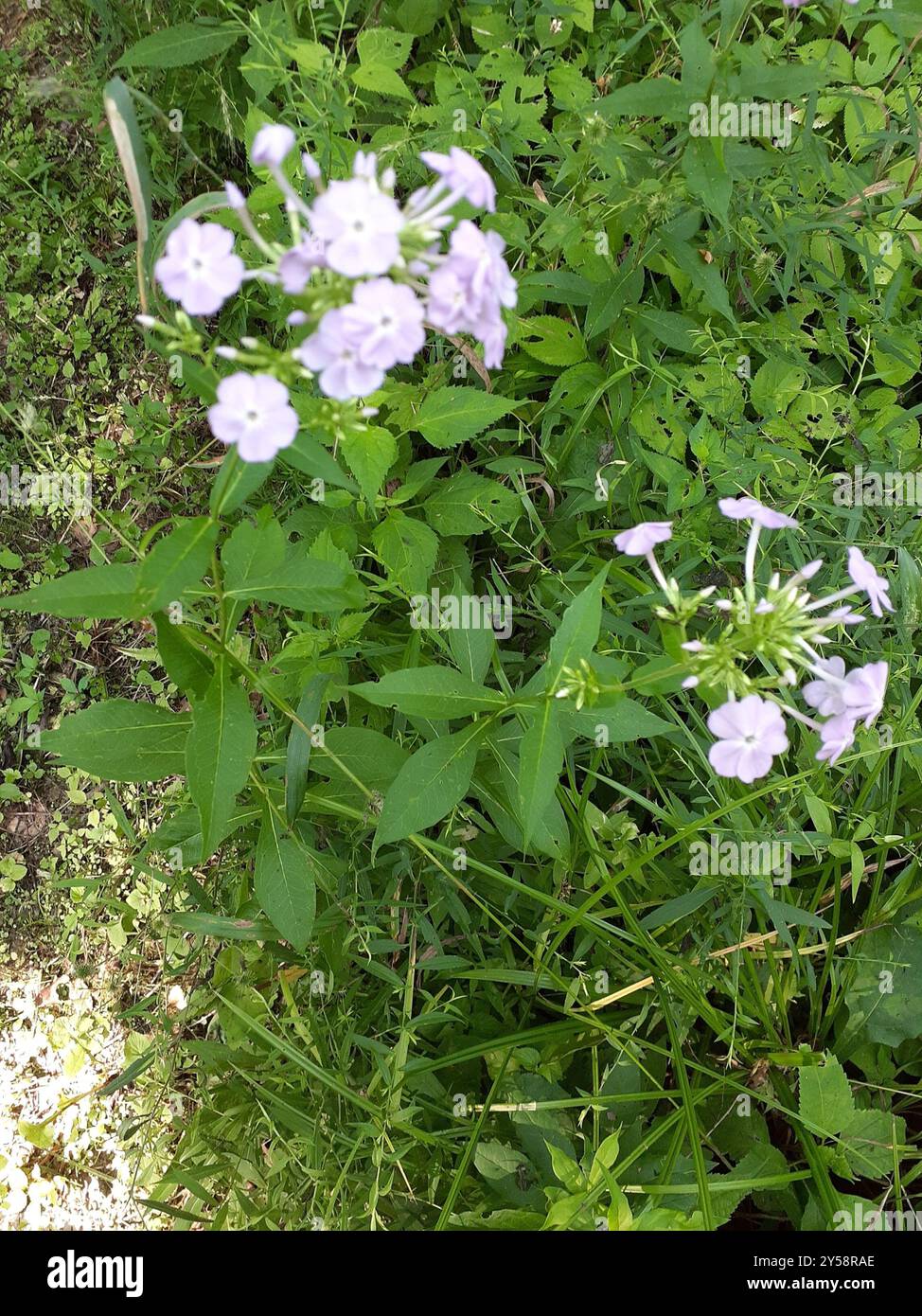 fall phlox (Phlox paniculata) Plantae Stock Photo - Alamy