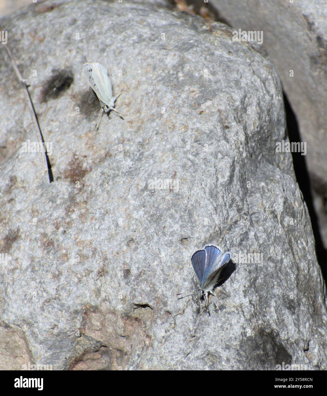 Blue Copper (Tharsalea heteronea) Insecta Stock Photo - Alamy