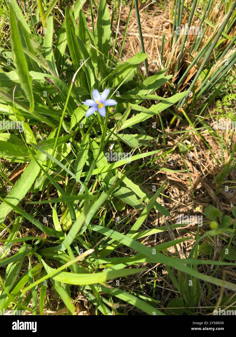 blue-eyed grasses (Sisyrinchium) Plantae Stock Photo - Alamy