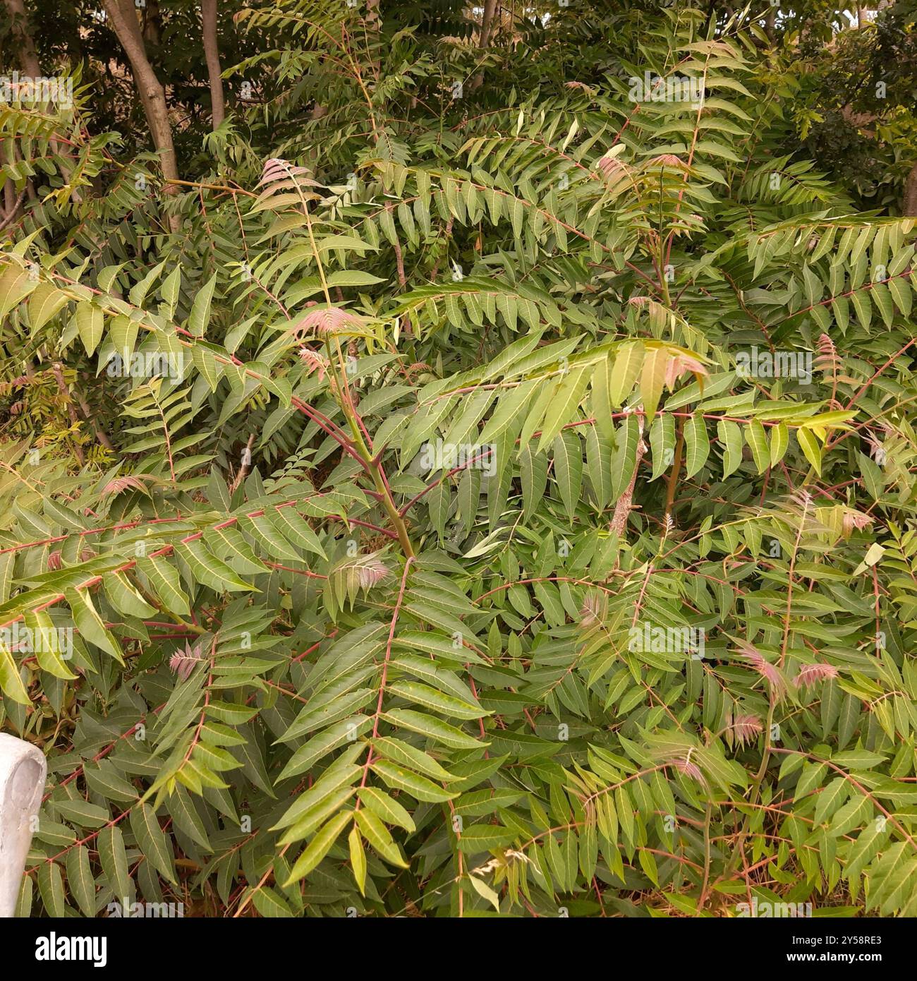 tree-of-heaven (Ailanthus altissima) Plantae Stock Photo - Alamy