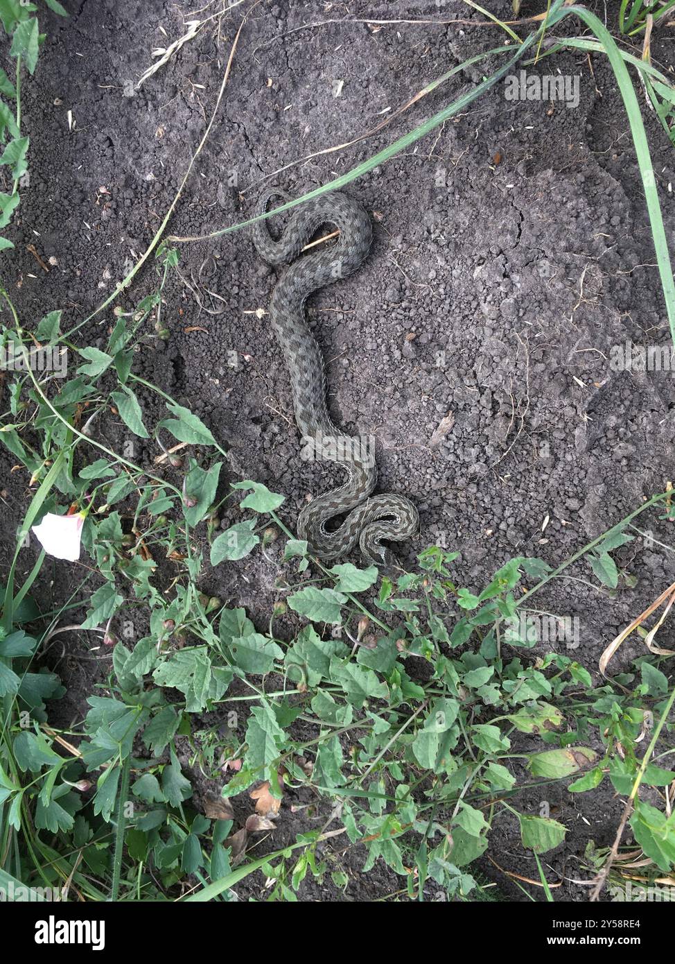 Steppe Viper (Vipera renardi) Reptilia Stock Photo - Alamy
