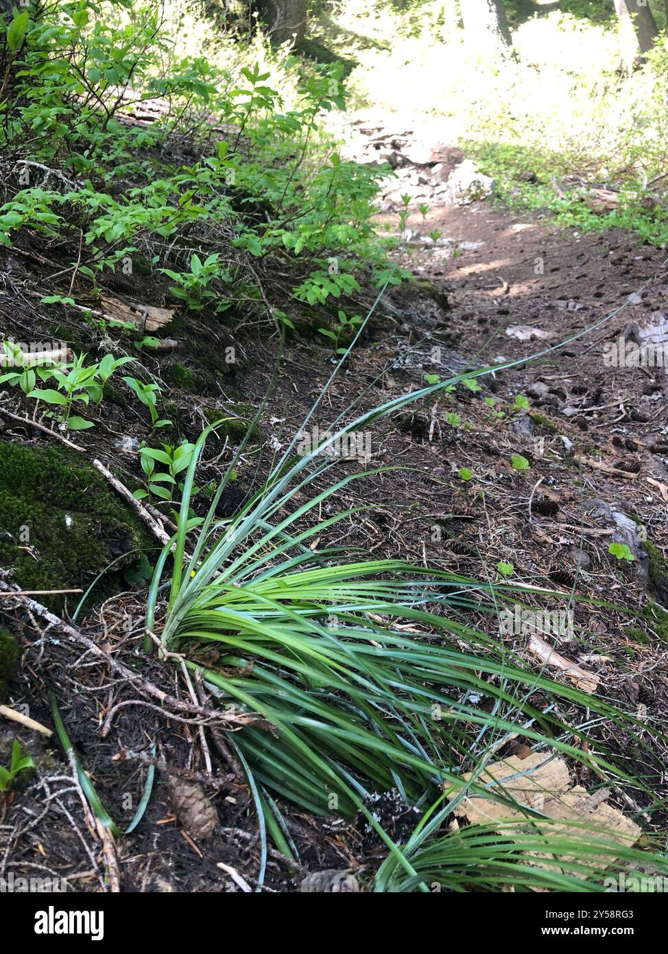 common beargrass (Xerophyllum tenax) Plantae Stock Photo - Alamy