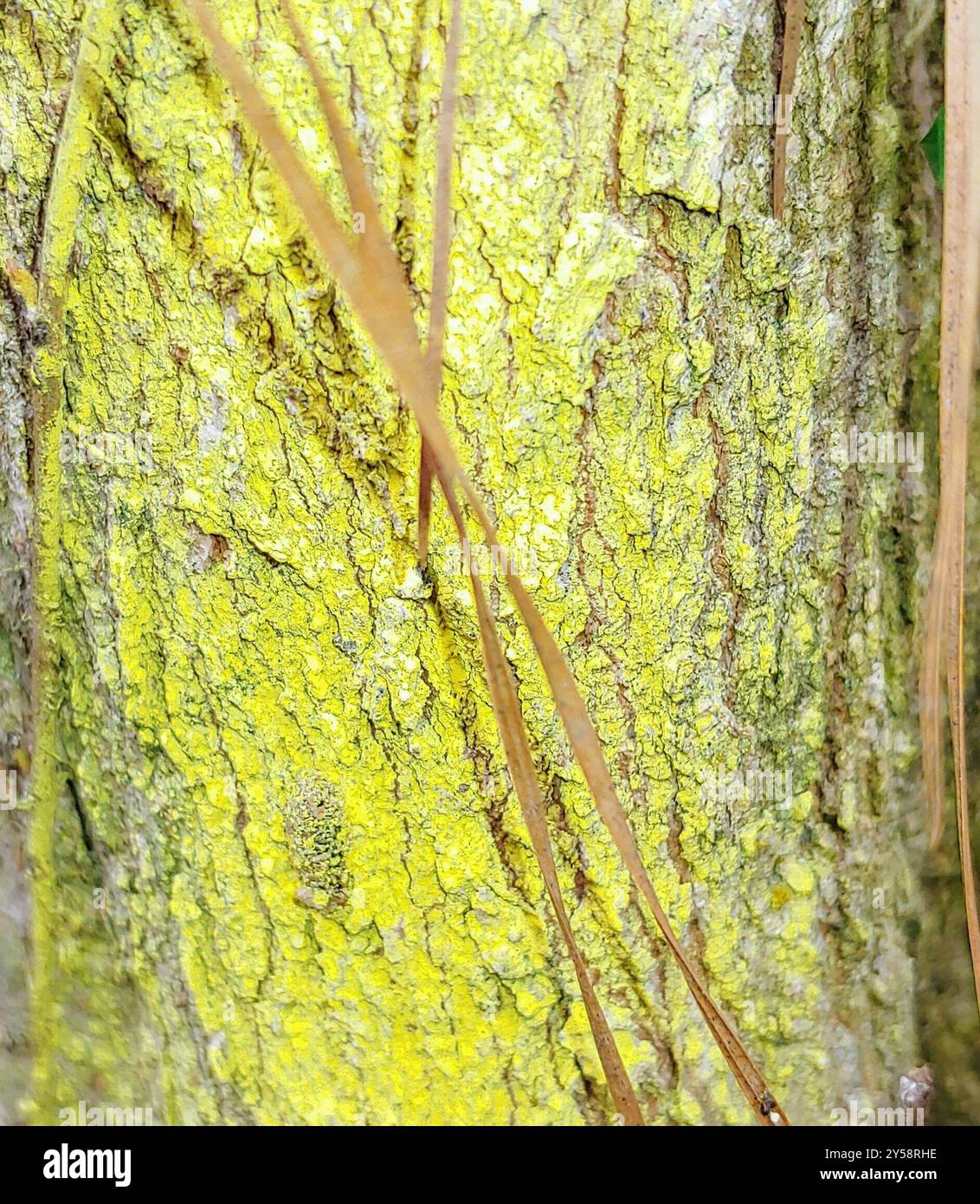 Common Gold-dust (Chrysothrix xanthina) Fungi Stock Photo - Alamy
