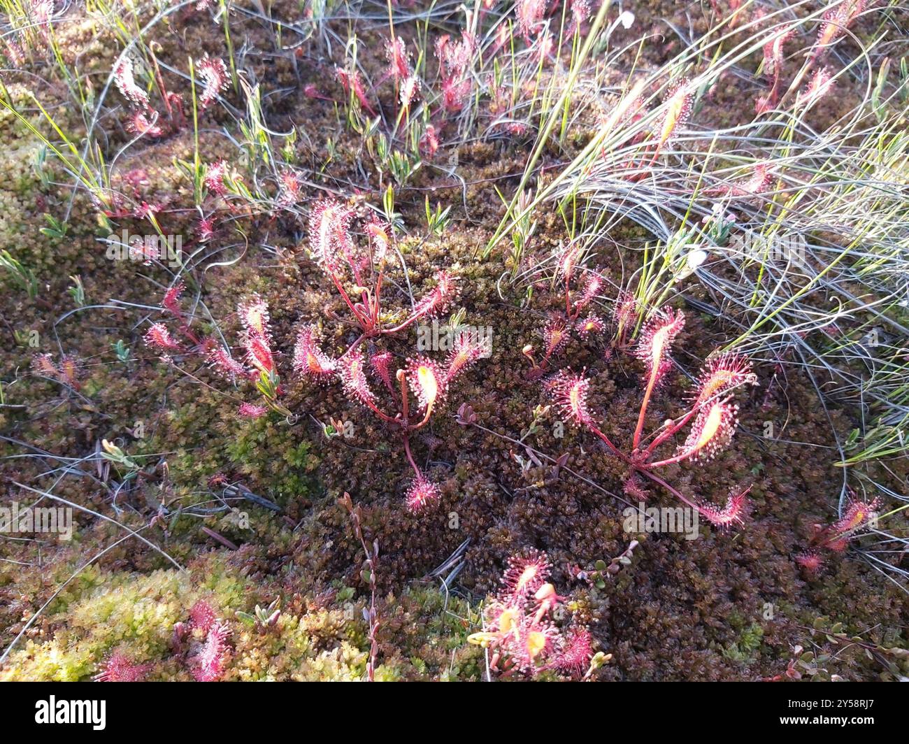 Great Sundew (Drosera anglica) Plantae Stock Photo - Alamy