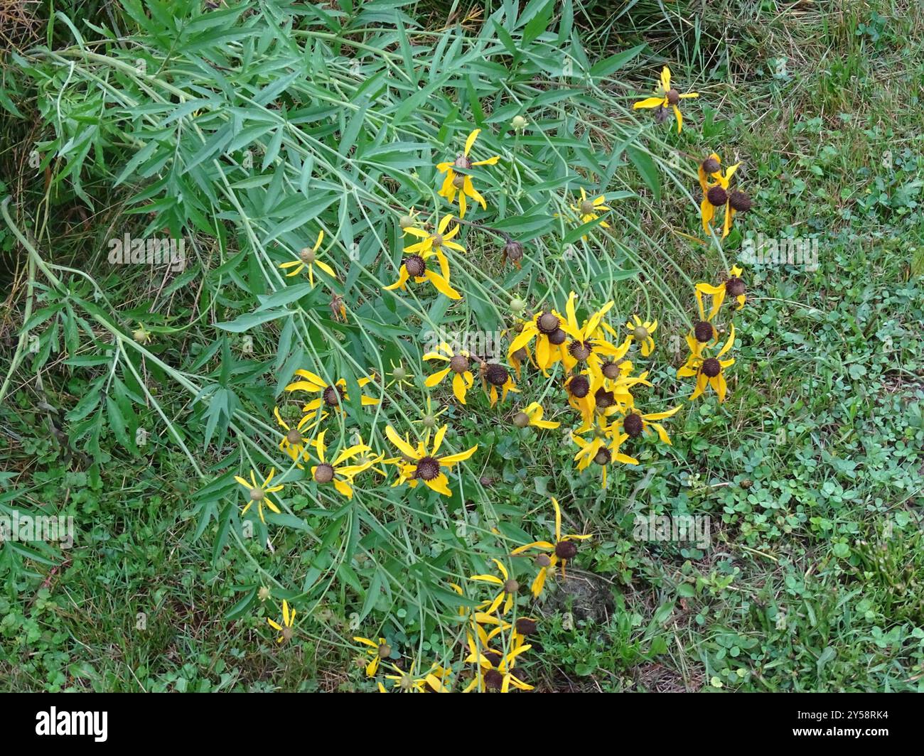 grey-headed coneflower (Ratibida pinnata) Plantae Stock Photo - Alamy