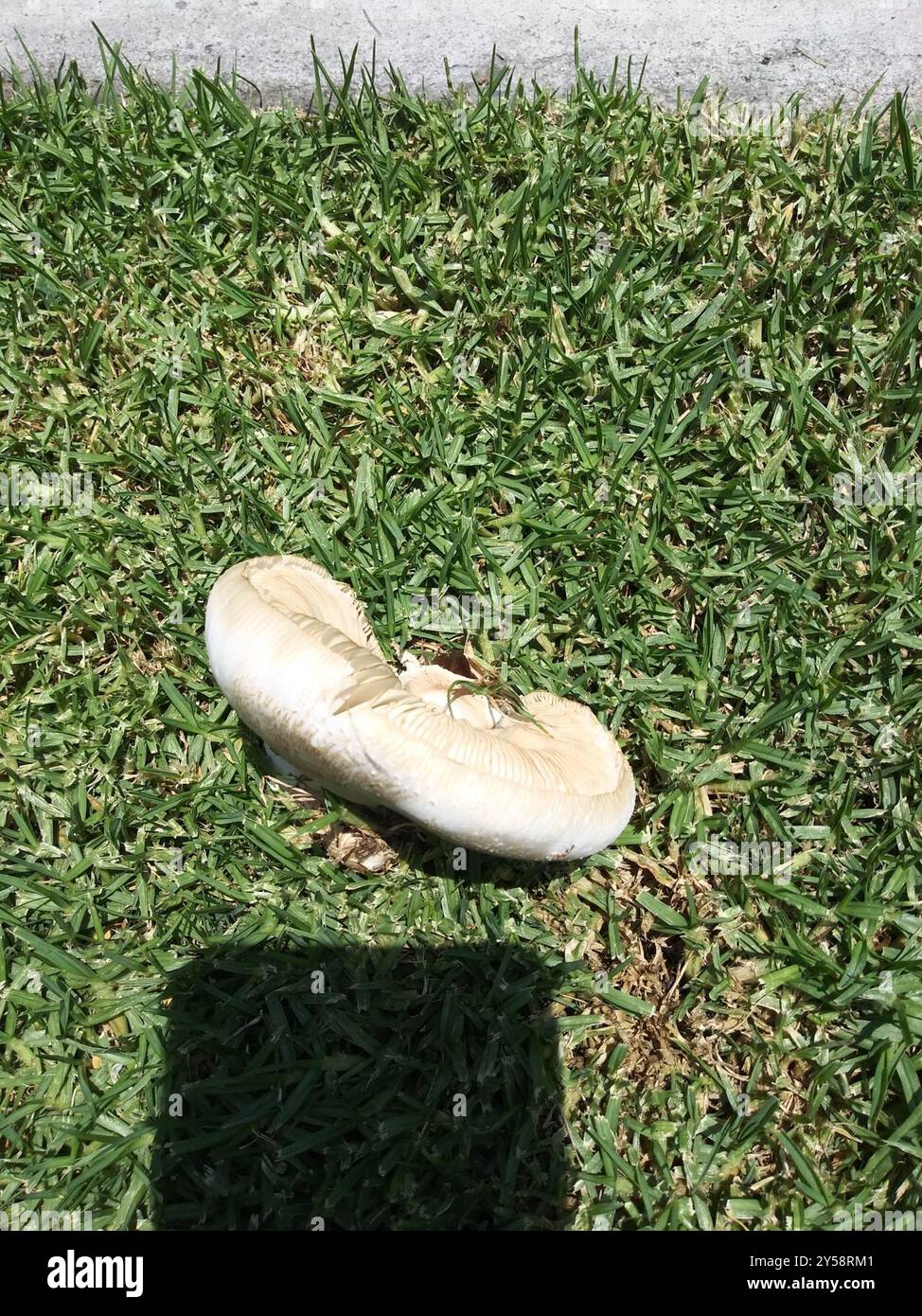 green-spored parasol (Chlorophyllum molybdites) Fungi Stock Photo - Alamy