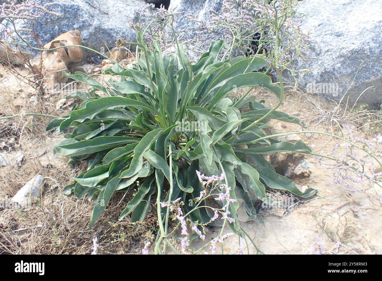 Lax-flowered Sea-lavender (Limonium humile) Plantae Stock Photo - Alamy