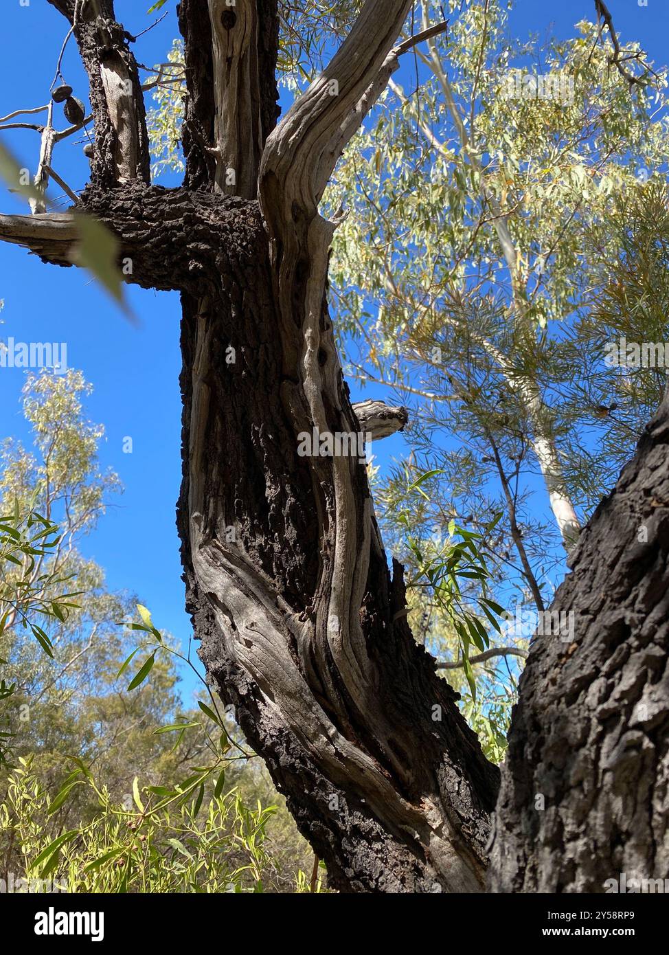 common hakea (Hakea arborescens) Plantae Stock Photo - Alamy