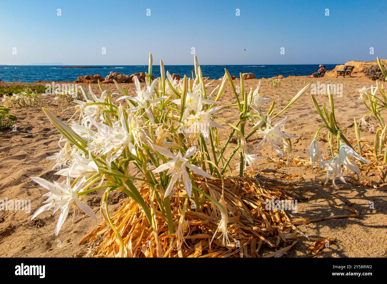 Sand Lilies flowering on a beach in Crete, Greece Stock Photo - Alamy