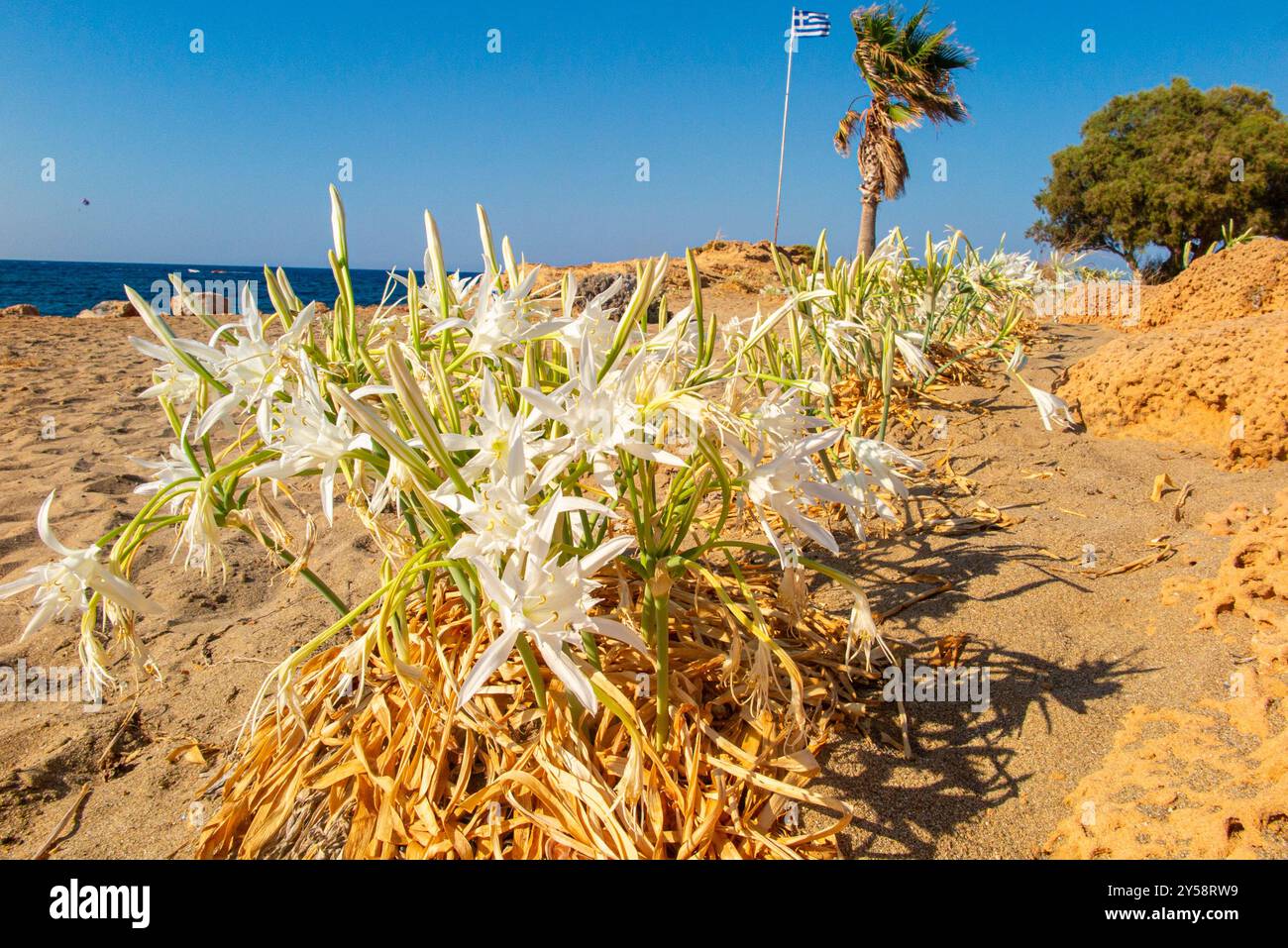 Sand Lilies flowering on a beach in Crete, Greece Stock Photo - Alamy