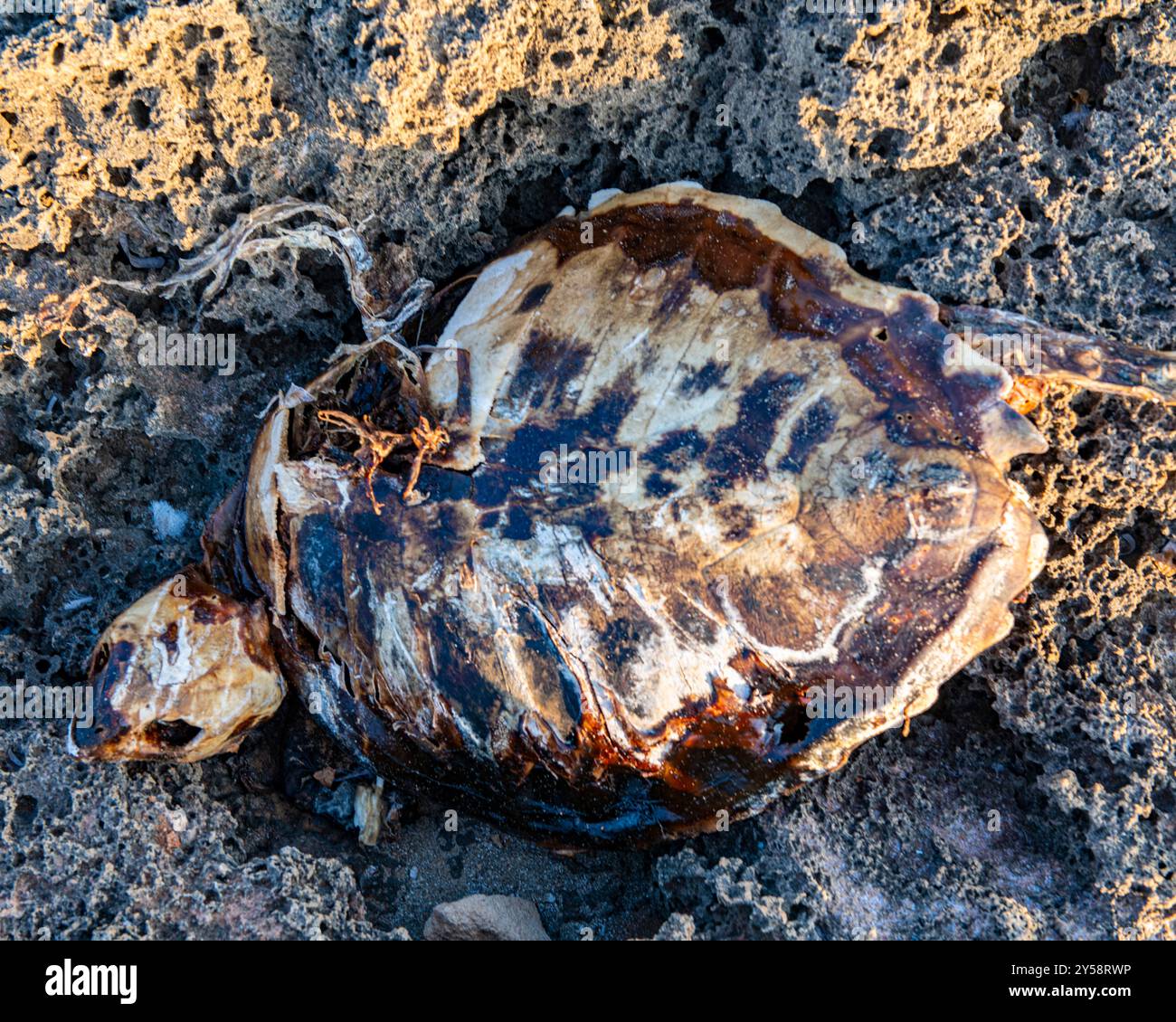 The decompsing body of a turtle, stuck on rocks un Crete,Greece Stock ...