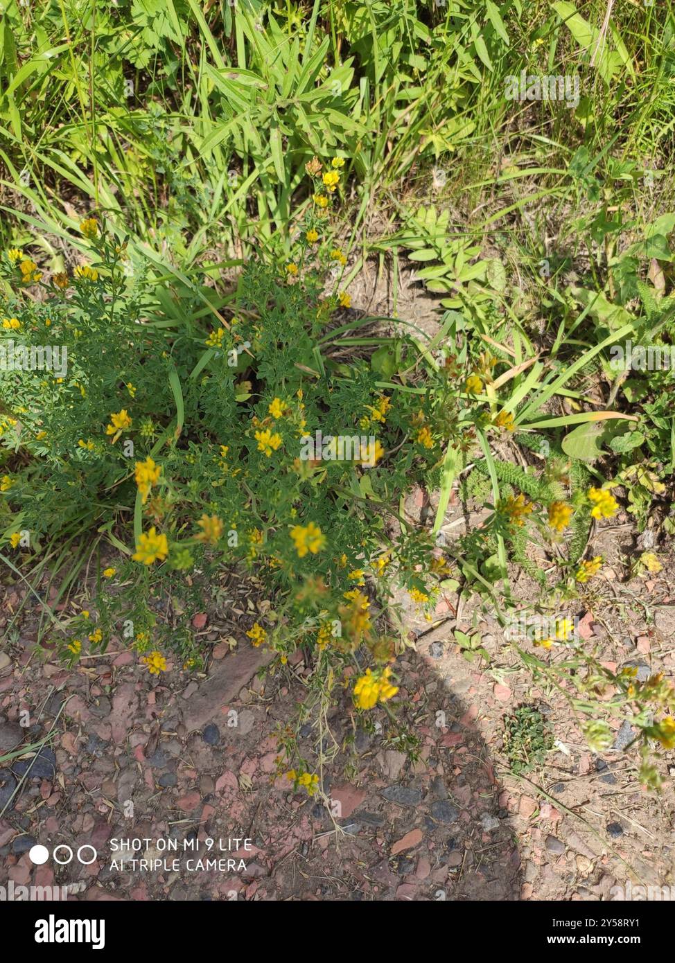 sickle alfalfa (Medicago falcata) Plantae Stock Photo - Alamy
