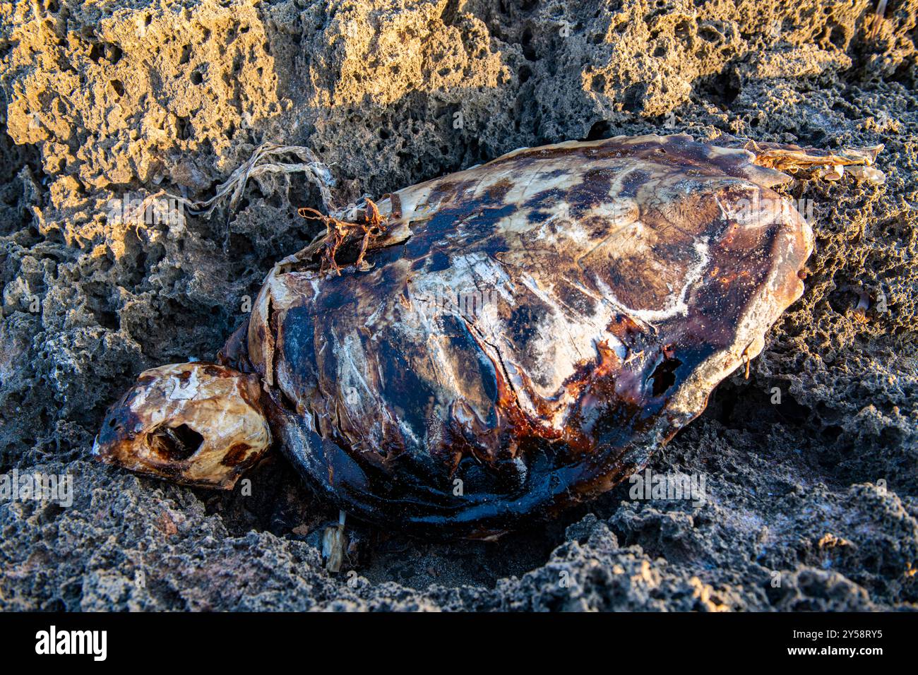The decompsing body of a turtle, stuck on rocks un Crete,Greece Stock ...