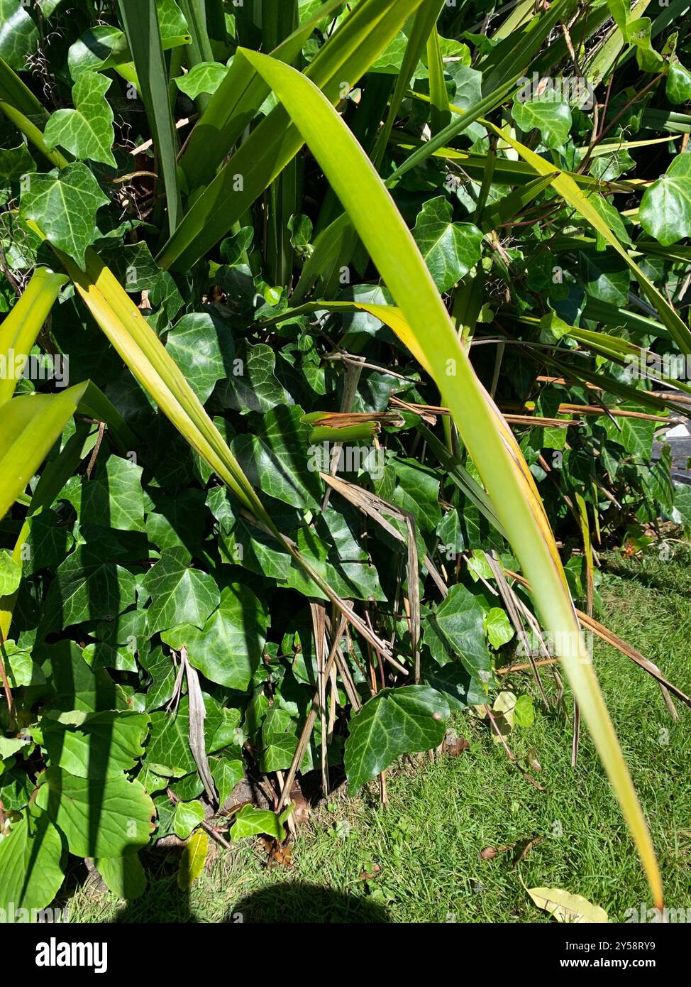 Canary Islands Ivy (Hedera canariensis) Plantae Stock Photo - Alamy