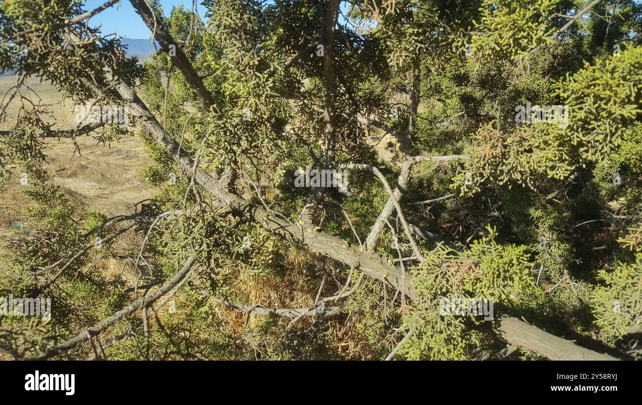 California juniper (Juniperus californica) Plantae Stock Photo - Alamy