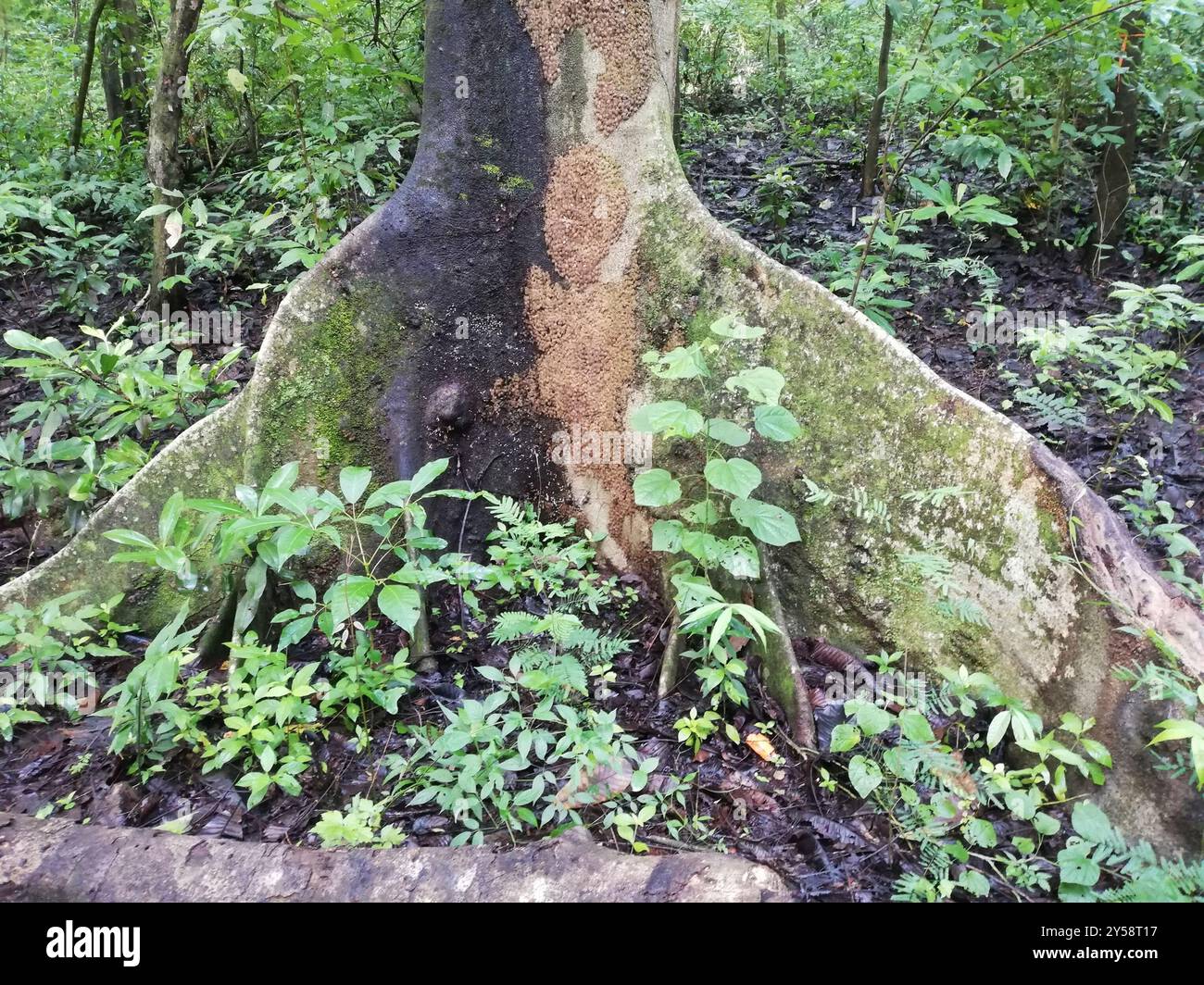 Brazilian fern tree (Schizolobium parahyba) Plantae Stock Photo - Alamy
