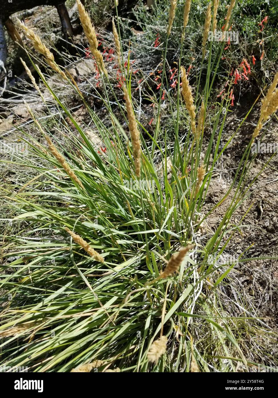 grasses (Poaceae) Plantae Stock Photo - Alamy