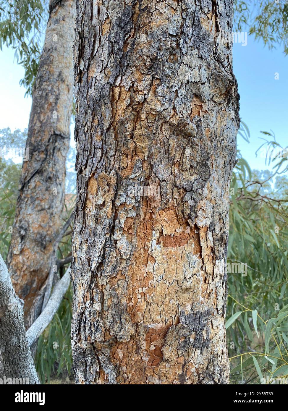 Desert Bloodwood (Corymbia terminalis) Plantae Stock Photo - Alamy