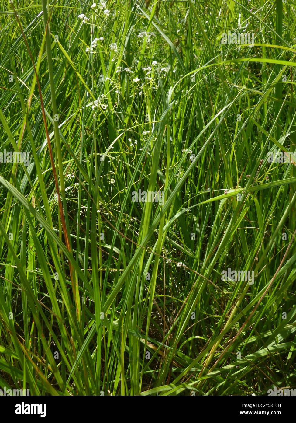 Common Marsh-bedstraw (Galium palustre) Plantae Stock Photo - Alamy