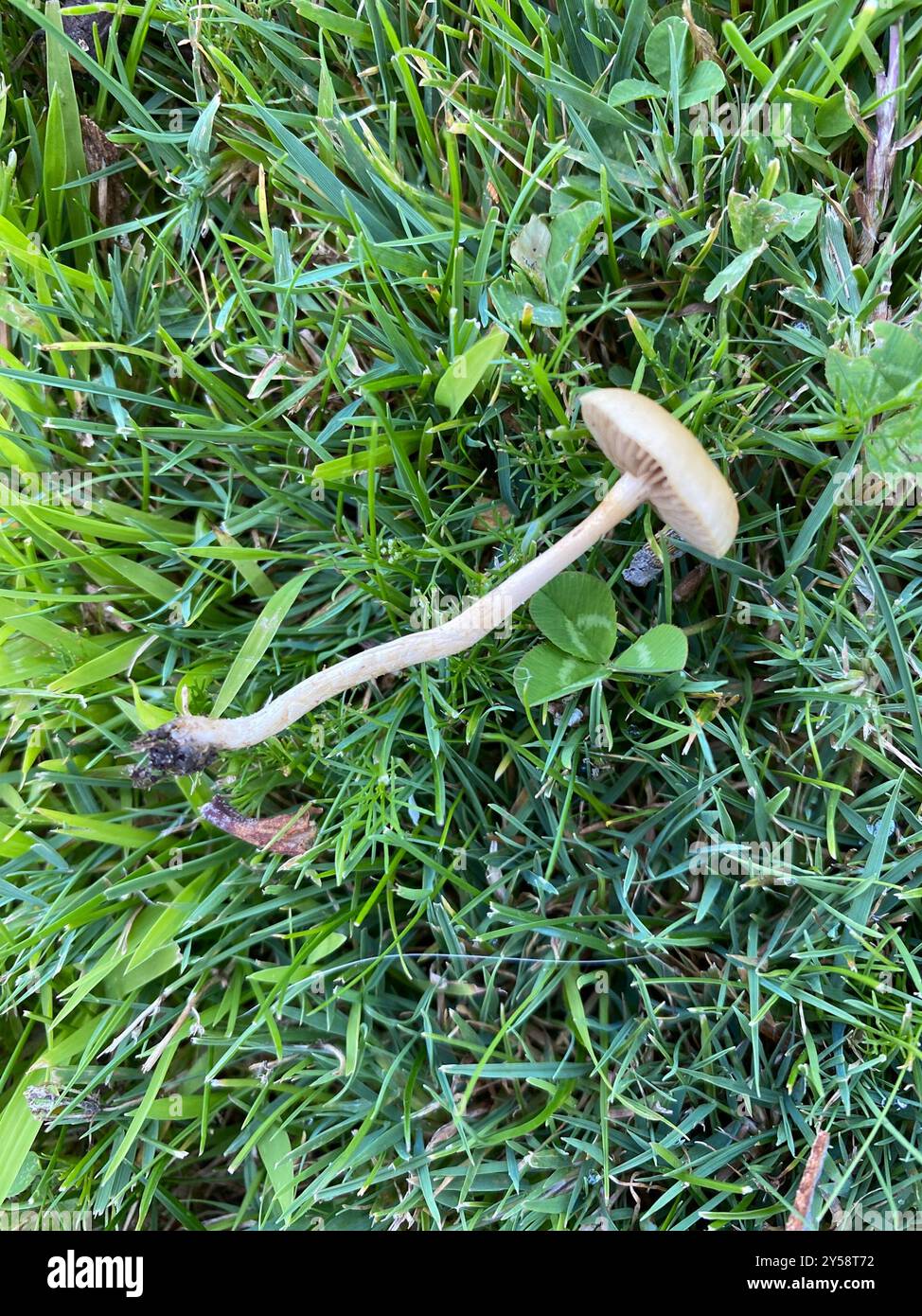 Common Fieldcap (Agrocybe pediades) Fungi Stock Photo - Alamy