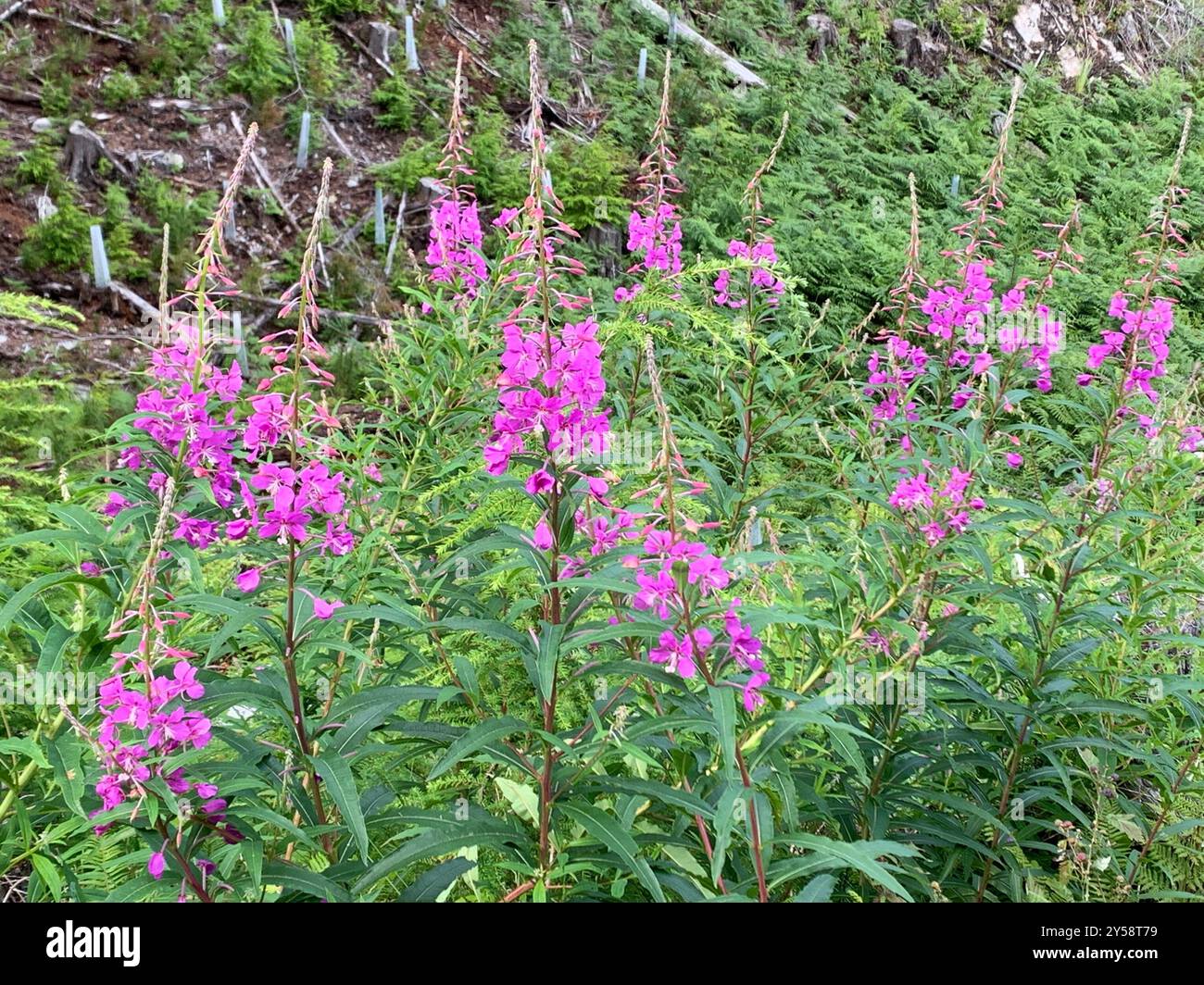 fireweed (Chamaenerion angustifolium) Plantae Stock Photo - Alamy