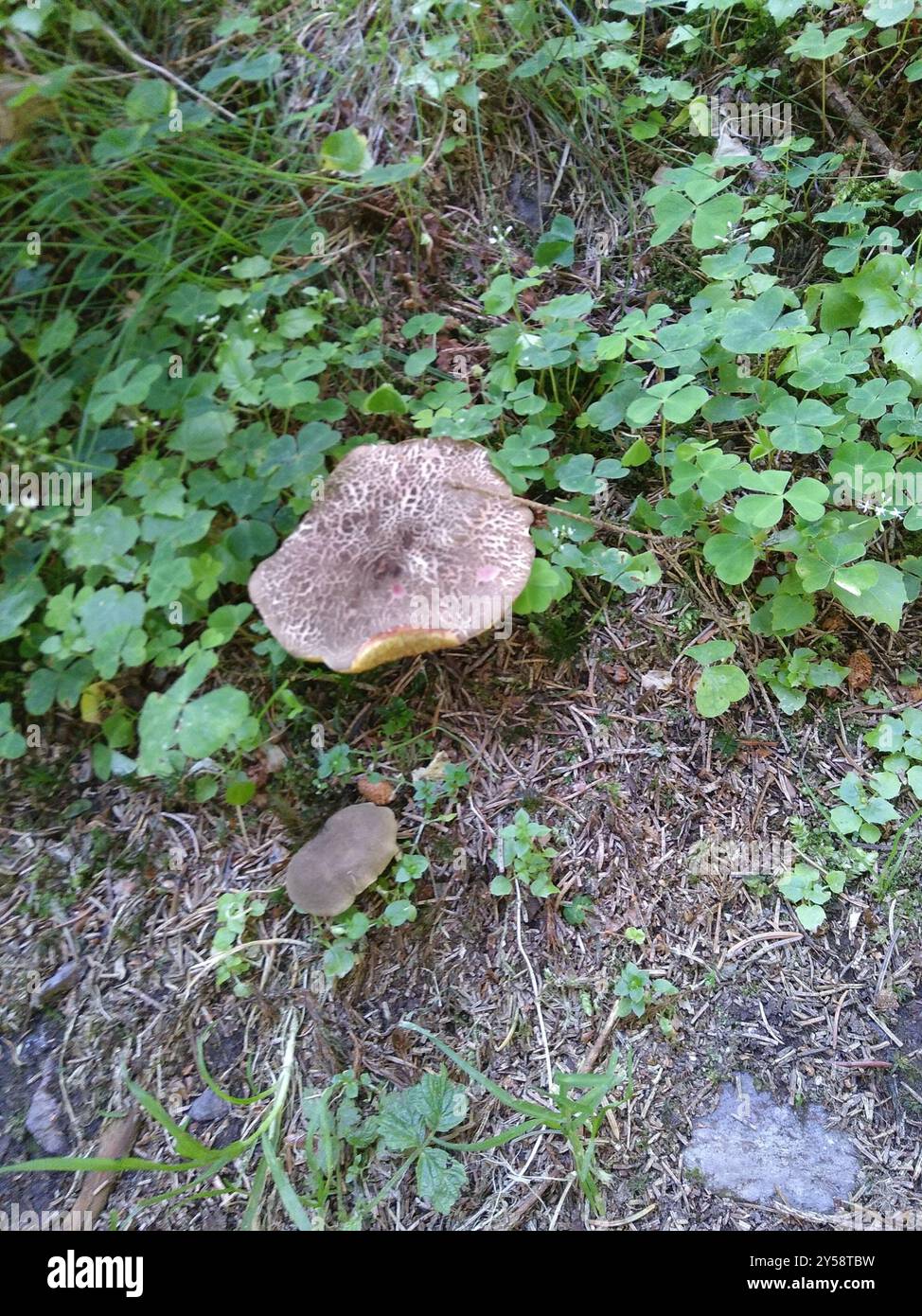 Red-cracking Bolete (Xerocomellus chrysenteron) Fungi Stock Photo - Alamy