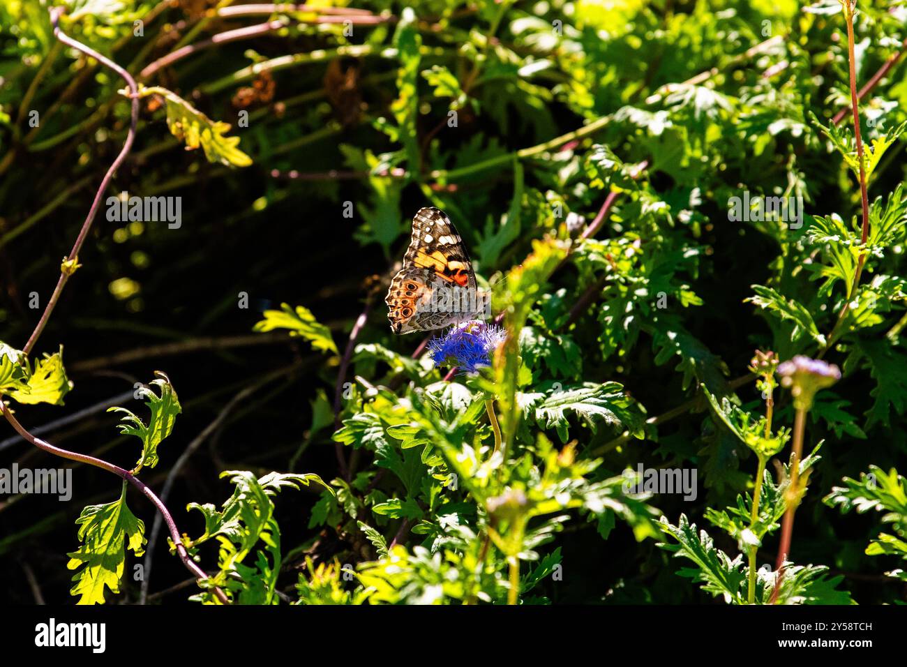A pollinator garden featuring flowers that attract bees and other ...